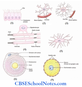 Nervous Tissue Types And Structure Notes - CBSE School Notes