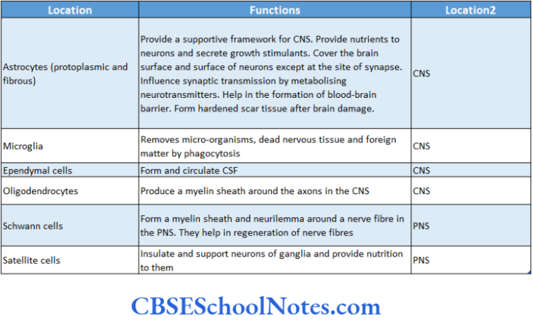 Nervous Tissue Types And Structure Notes - CBSE School Notes