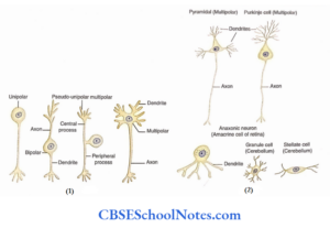 Nervous Tissue Types And Structure Notes - CBSE School Notes