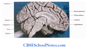 Central Nervous System And Peripheral Nervous System Notes - CBSE ...