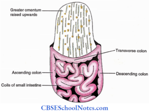 Bones of the Abdomen Notes - CBSE School Notes