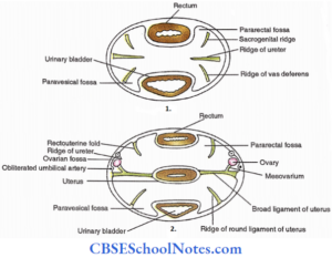 Bones of the Abdomen Notes - CBSE School Notes