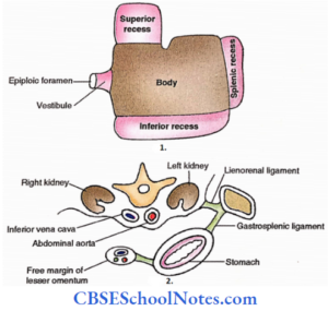 Bones of the Abdomen Notes - CBSE School Notes