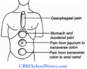 Bones of the Abdomen Notes - CBSE School Notes