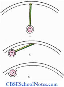 Bones of the Abdomen Notes - CBSE School Notes