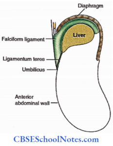 Bones of the Abdomen Notes - CBSE School Notes