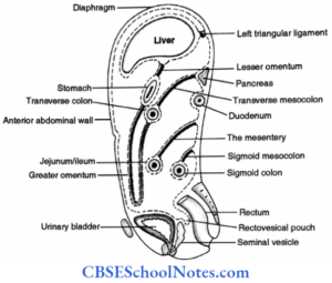 Bones of the Abdomen Notes - CBSE School Notes