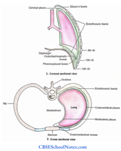 Bones Of Thorax Notes - CBSE School Notes