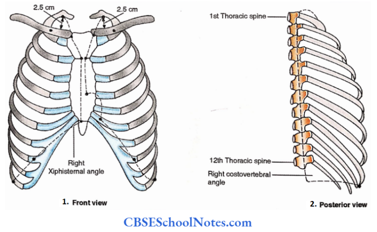 Bones Of Thorax Notes - CBSE School Notes