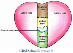 Pelvis Anatomy Notes - CBSE School Notes