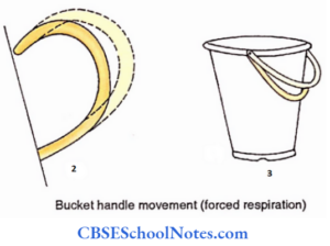 Bones Of Thorax Notes - cbseschoolnotes.com