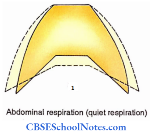 Bones Of Thorax Notes - cbseschoolnotes.com