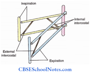 Bones Of Thorax Notes - CBSE School Notes