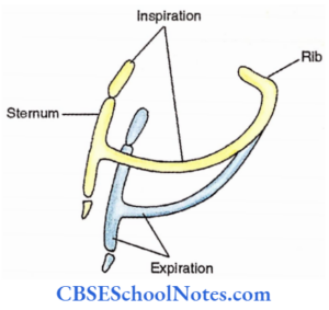 Bones Of Thorax Notes - CBSE School Notes