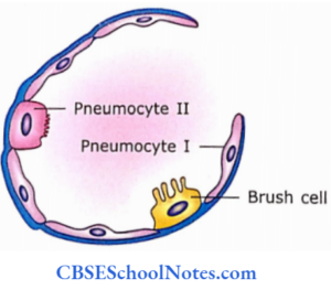 Respiratory System - Diagram, Parts and Functions Notes - CBSE School Notes