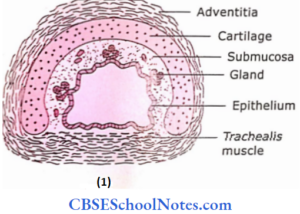 Respiratory System - Diagram, Parts and Functions Notes - CBSE School Notes