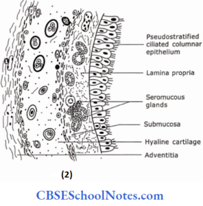 Respiratory System - Diagram, Parts and Functions Notes - CBSE School Notes