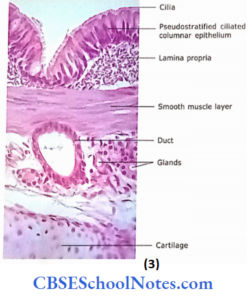 Respiratory System - Diagram, Parts and Functions Notes - CBSE School Notes