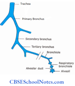 Respiratory System - Diagram, Parts and Functions Notes - CBSE School Notes