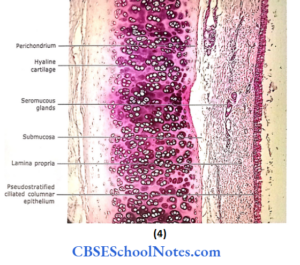 Respiratory System - Diagram, Parts and Functions Notes - CBSE School Notes