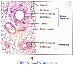 Respiratory System - Diagram, Parts and Functions Notes - CBSE School Notes