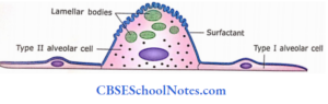 Respiratory System - Diagram, Parts and Functions Notes - CBSE School Notes