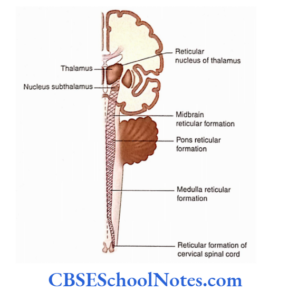 Functions Of Reticular Formation Notes - CBSE School Notes