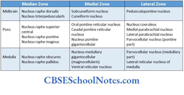 Functions Of Reticular Formation Notes - CBSE School Notes