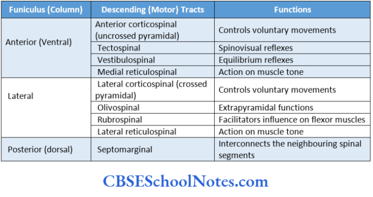 Spinal Cord - Anatomy, Structure, Function, & Diagram - CBSE School Notes