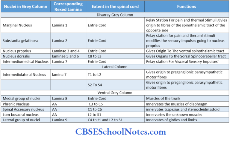Spinal Cord - Anatomy, Structure, Function, & Diagram - CBSE School Notes