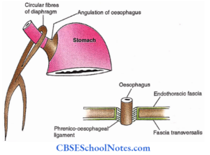 Bones of the Abdomen Notes - CBSE School Notes