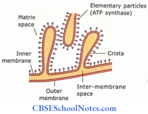 Histology of Cell Structure Notes - CBSE School Notes