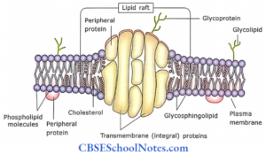 Histology of Cell Structure Notes - CBSE School Notes