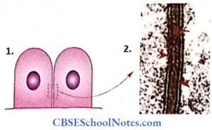 Histology of Cell Structure Notes - CBSE School Notes