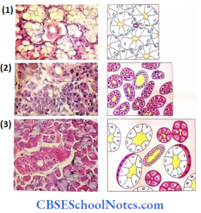 Digestive System of Oral Cavity Notes - CBSE School Notes