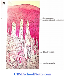 Digestive System of Oral Cavity Notes - CBSE School Notes