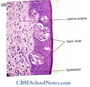 Digestive System of Oral Cavity Notes - CBSE School Notes