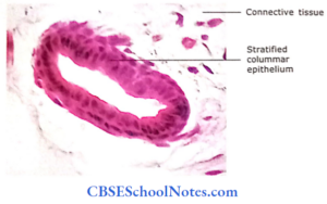 Digestive System of Oral Cavity Notes - CBSE School Notes
