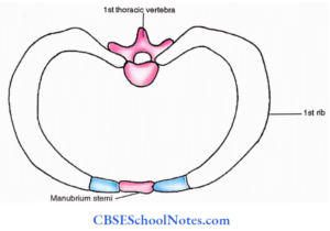 Bones Of Thorax Notes - cbseschoolnotes.com
