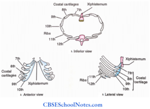 Bones Of Thorax Notes - cbseschoolnotes.com
