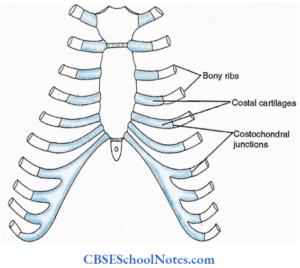 Bones Of Thorax Notes - cbseschoolnotes.com