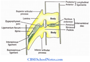 Bones Of Thorax Notes - cbseschoolnotes.com