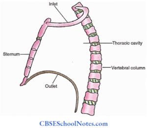 Bones Of Thorax Notes - cbseschoolnotes.com