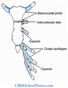 Bones Of Thorax Notes - cbseschoolnotes.com