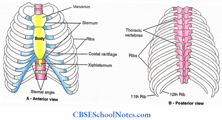 Bones Of Thorax Notes - cbseschoolnotes.com