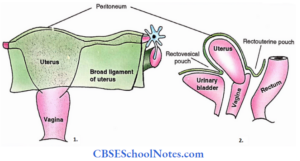 Pelvis Anatomy Notes - CBSE School Notes