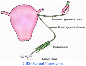 Pelvis Anatomy Notes - CBSE School Notes