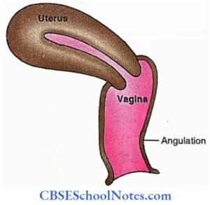 Pelvis Anatomy Notes - CBSE School Notes