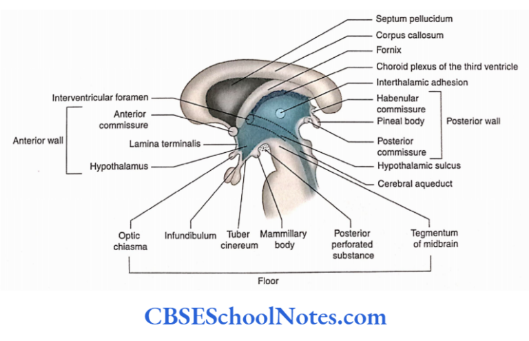 Brain Ventricles Anatomy Notes - CBSE School Notes