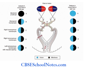 Neuroanatomy Visual System Notes - CBSE School Notes